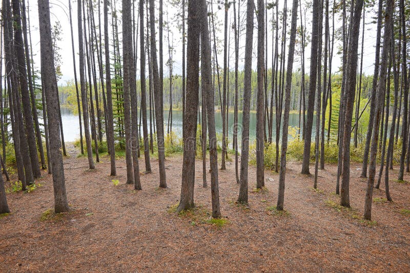 Pine tree stock image. Image of white, land, lake, trunk - 54023227