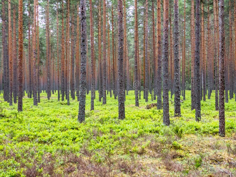 Pine tree forest landscape stock photo. Image of green - 222548086
