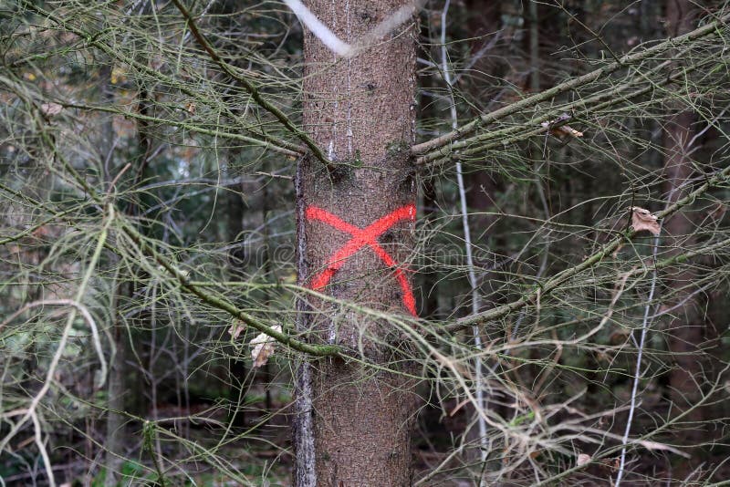Pine Tree in Forest Marked with Red X To Be Cut Down Stock Photo ...