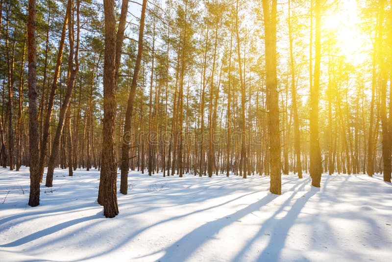 Pine Tree Forest in a Melting Snow at the Sunset Stock Image - Image of early, snow: 171918527