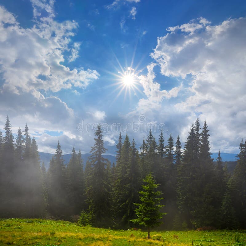 Pine tree forest in a mist stock image. Image of colorful - 171920061