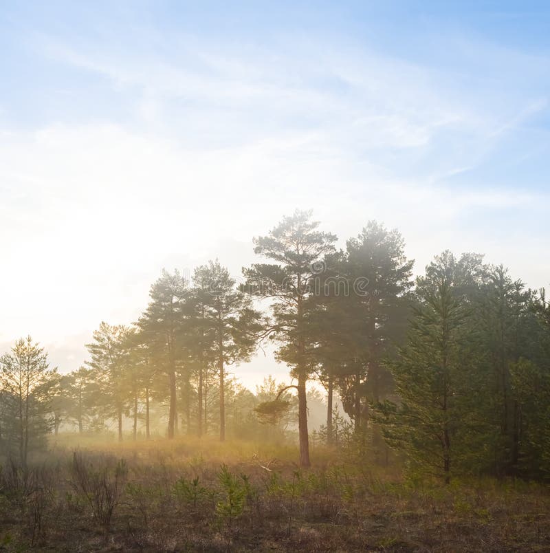 Forest in Mist at the Sunset Stock Image - Image of glade, pine: 267087123