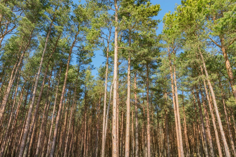 Pine tree forest. stock photo. Image of wood, forest - 373752930