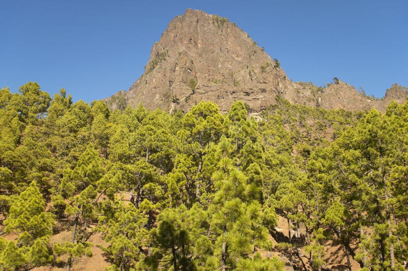 Pine Tree Forest and Mountain. La Palma. Spain Stock Image - Image of ...