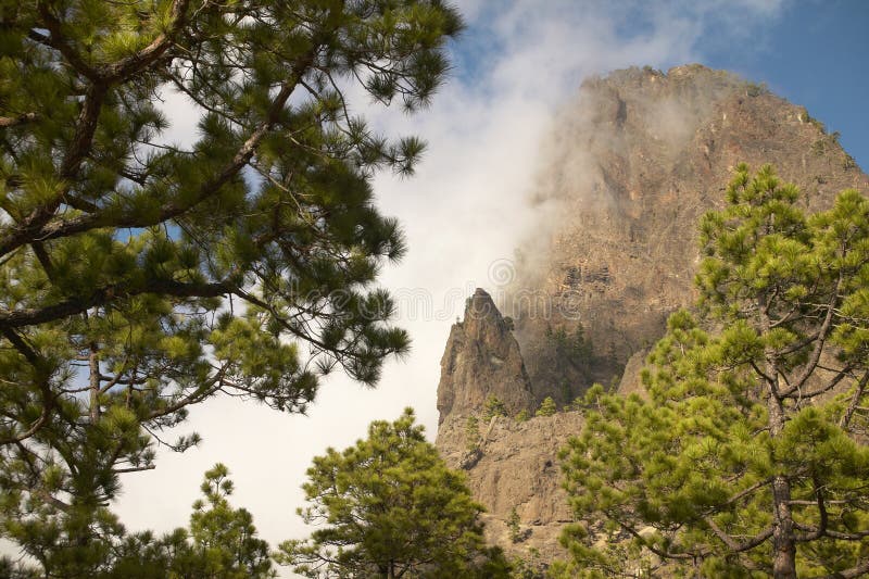 Pine Tree Forest and Mountain. La Palma. Spain Stock Photo - Image of ...