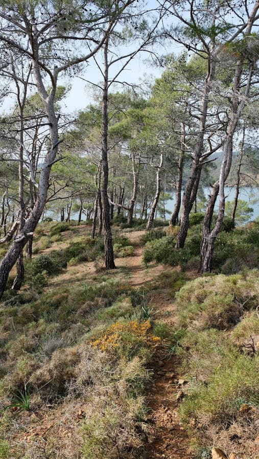 Pine Tree Forest in Mountain in Turkey Stock Photo - Image of calmness ...