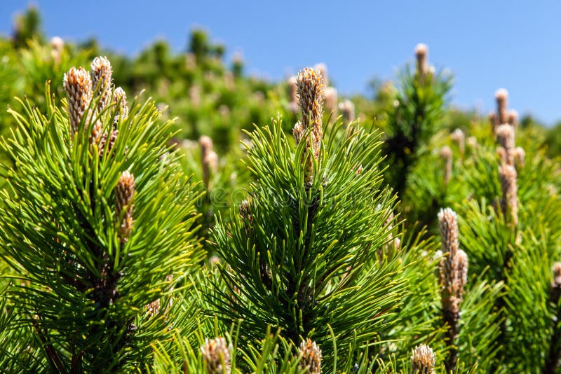 Pine Tree Forest in the Mountains on a Nice Day Stock Image - Image of ...