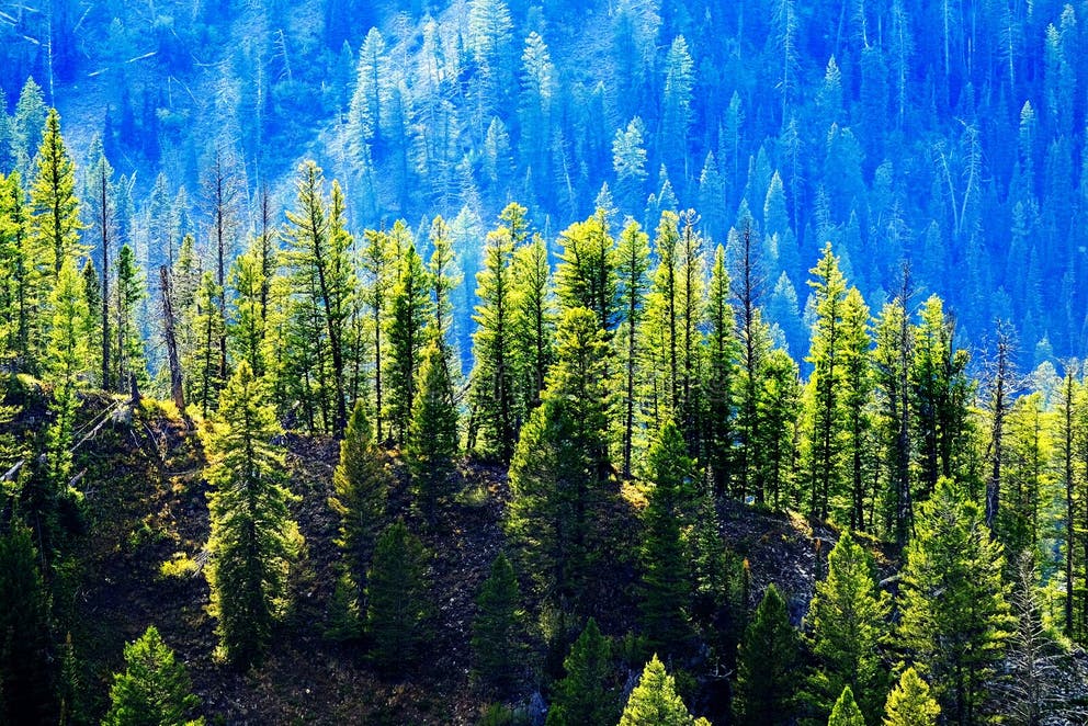 Pine Tree Forest in Mountains on Ridgeline Stock Image - Image of ...