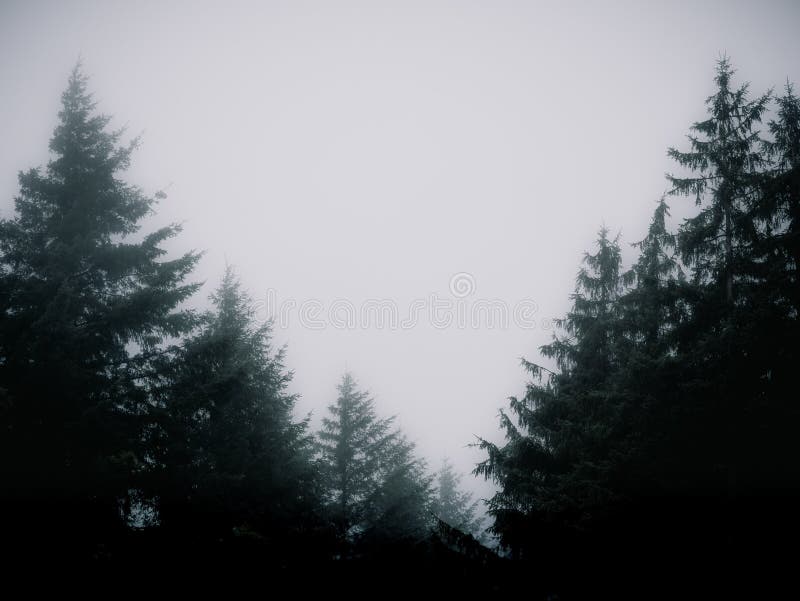 Pine Tree Forest in the Myst Stock Photo - Image of cinematic, tree ...