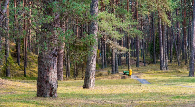 Pine Tree Forest Near Baltic Sea in Jurmala, Latvia Stock Photo - Image ...