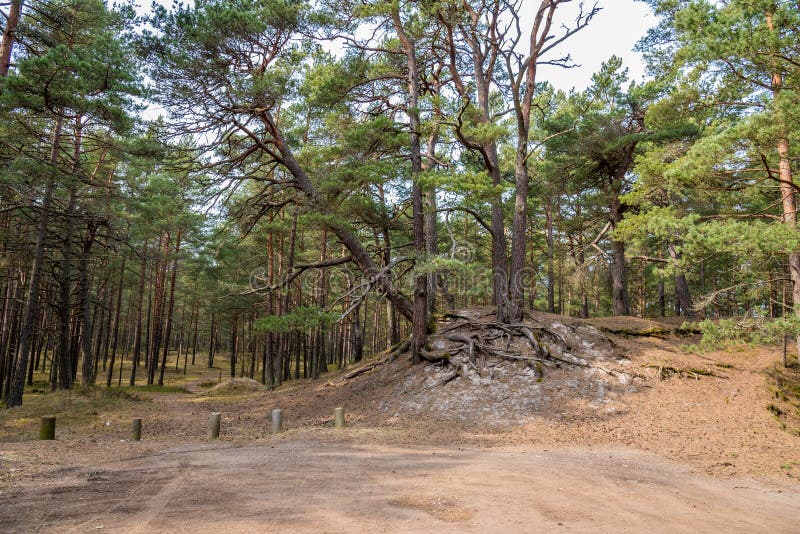 Pine Tree Forest Near Baltic Sea in Jurmala, Latvia Stock Photo - Image ...