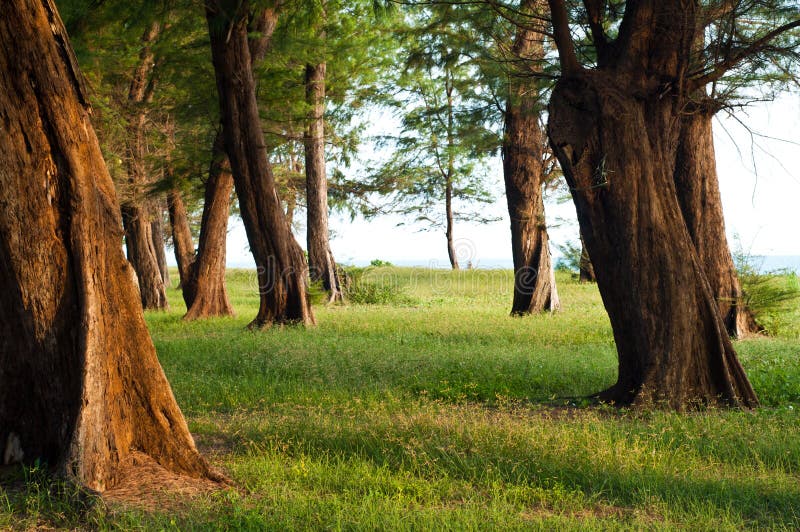 Pine Tree Forest Near the Sea,Thailand Stock Image - Image of stem ...