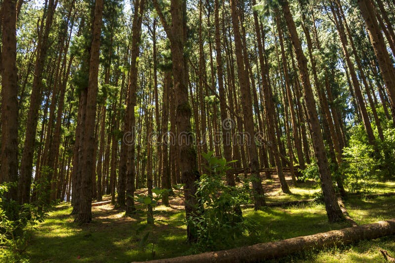 Pine tree forest in Ooty stock image. Image of ecology - 258133701