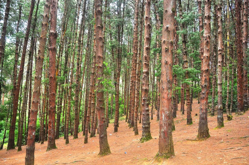 Pine tree forest stock image. Image of vegetation, ootacamund - 111160181