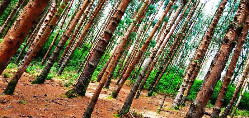Pine Tree Forest, Ooty, Tamilnadu. Stock Photo - Image of trunk ...