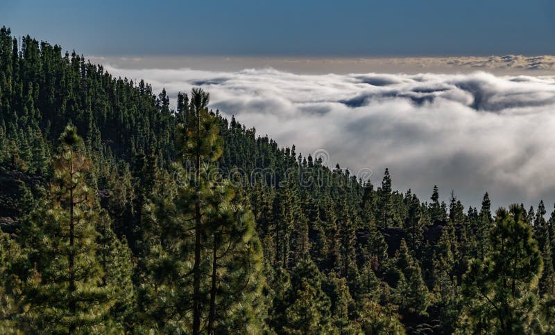 Pine Tree Forest Over the Ocean of Clouds Stock Image - Image of emerge ...
