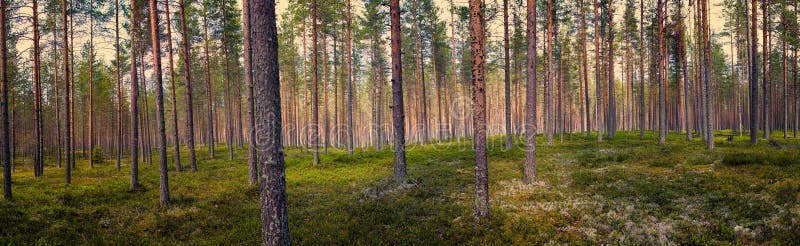Pine tree forest panorama stock photo. Image of panorama - 52559282