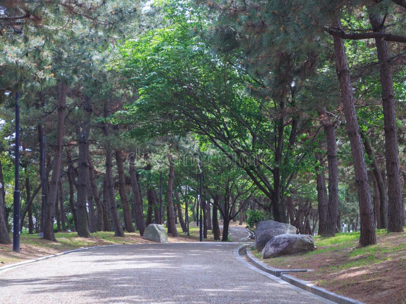 Pine tree forest park stock image. Image of autumn, leaf - 55099311