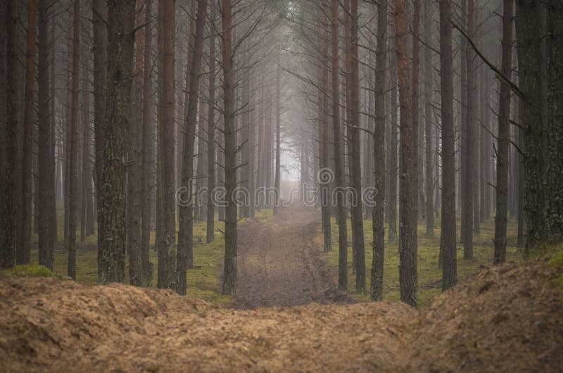 Pine forest and a path stock image. Image of pine, light - 98397091