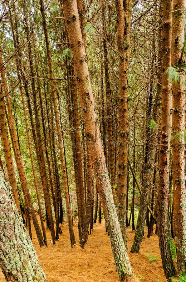 Pine Tree Forest stock image. Image of woodland, colombia - 29953891