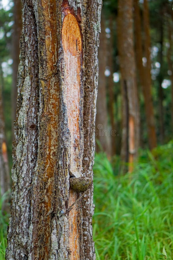 Pine Tree Forest. Pine Resin Industry. Pine Resin Container. Stock ...