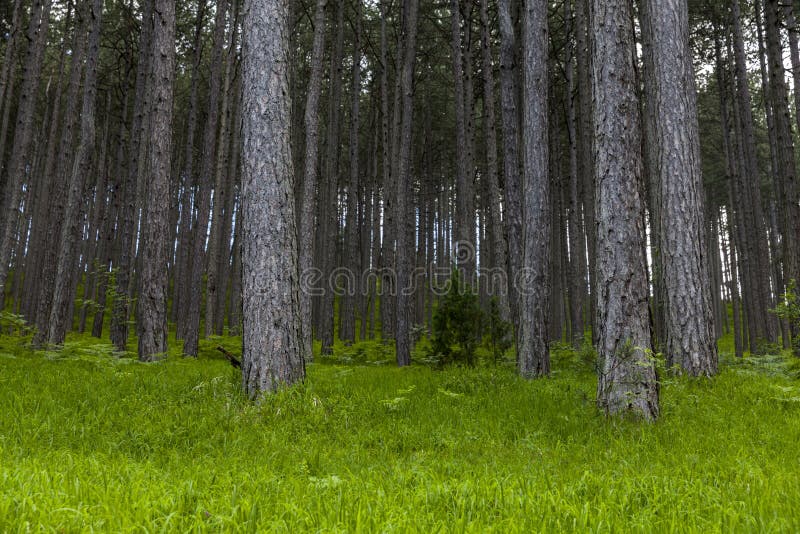 Pine tree forest stock photo. Image of plant, spring - 118067996