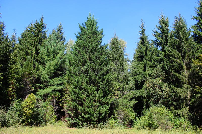 A pine-tree forest stock photo. Image of natural, wood - 125767376