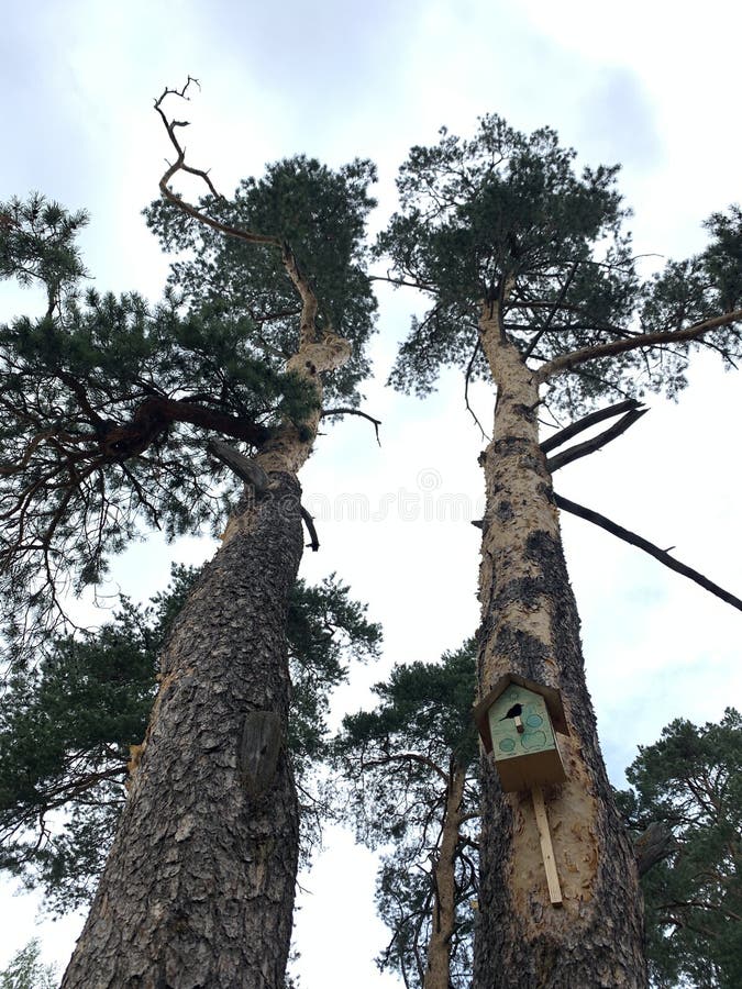 Pine tree forest stock image. Image of nature, growth - 197322509