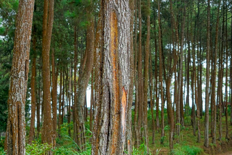 Pine Tree Forest. Pine Resin Industry. Pine Resin Container. Stock ...
