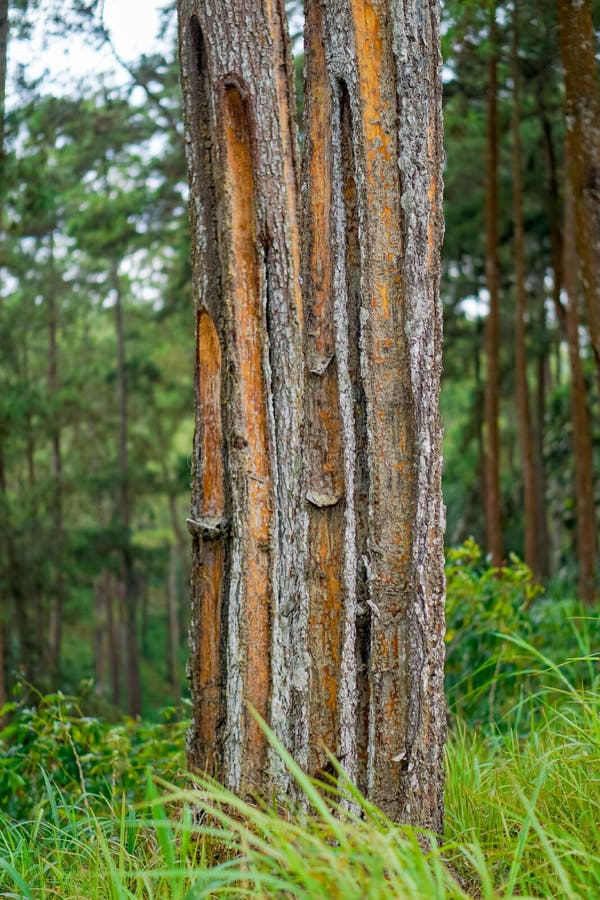 Pine Tree Forest. Pine Resin Industry. Pine Resin Container. Stock ...