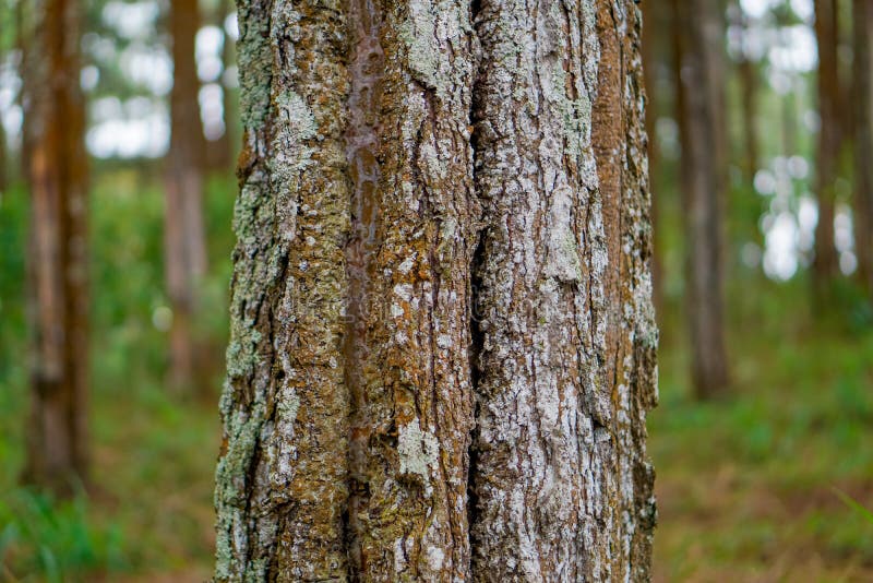 Pine Tree Forest. Pine Resin Industry. Pine Resin Container. Stock ...