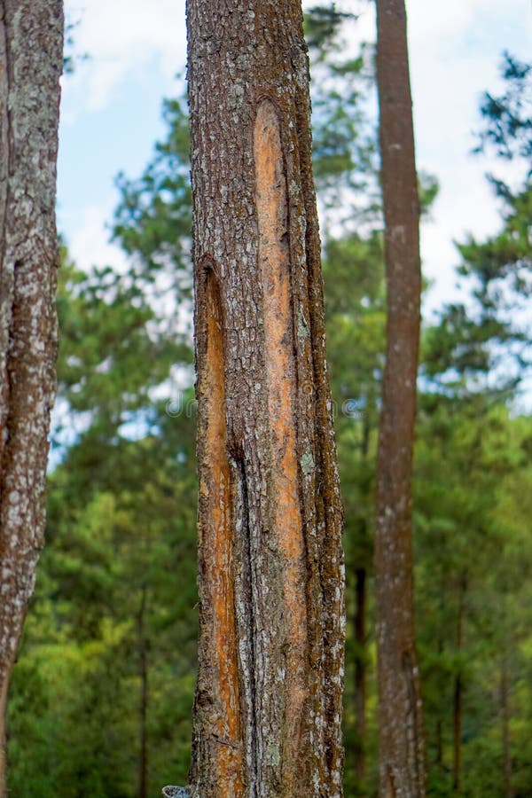 Pine Tree Forest. Pine Resin Industry. Pine Resin Container. Stock ...