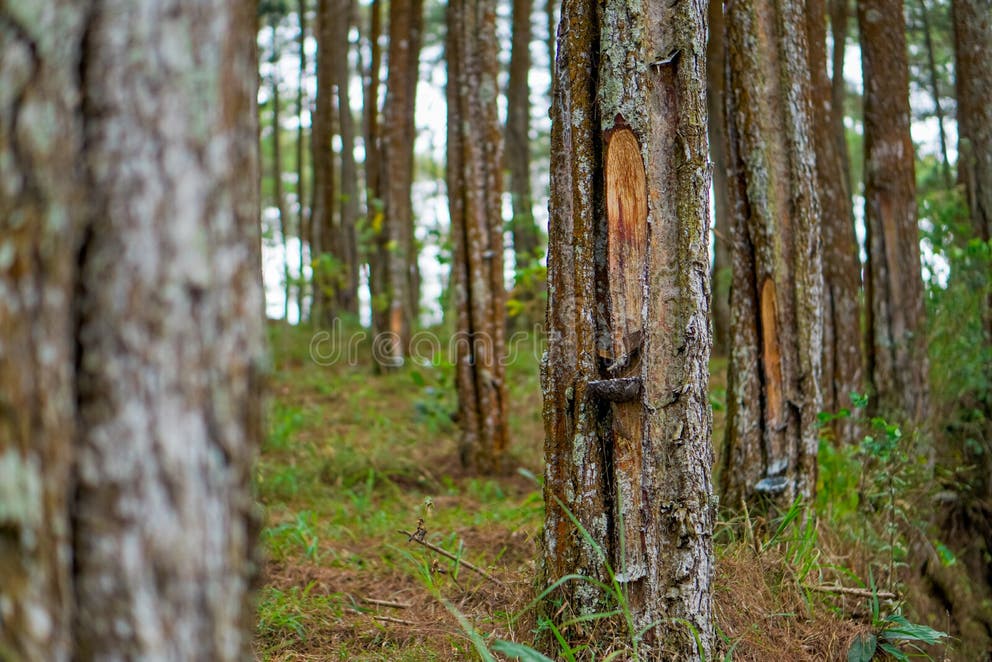 Pine Tree Forest. Pine Resin Industry. Pine Resin Container. Stock ...