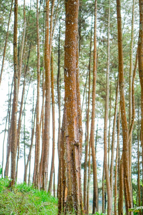 Pine Tree Forest. Pine Resin Industry. Pine Resin Container. Stock ...