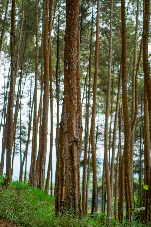 Pine Tree Forest. Pine Resin Industry. Pine Resin Container. Stock ...