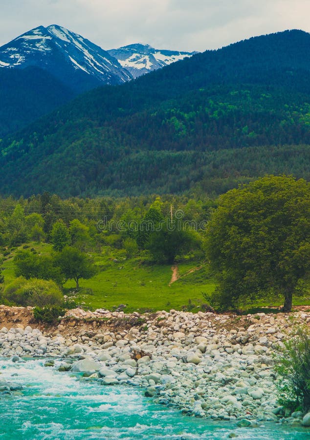 Pine Tree Forest River Flows through the Rocks. Beautiful Powerful ...