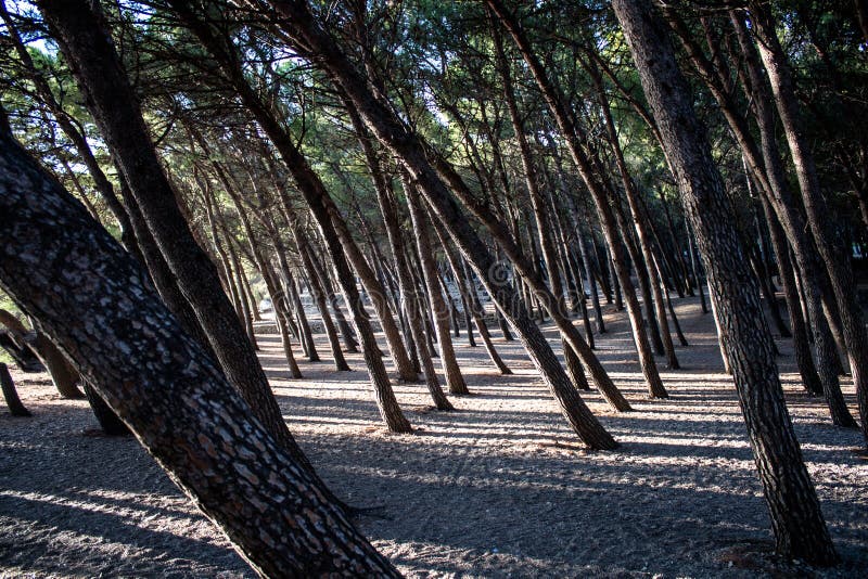 Pine Tree Forest on a Sand Land Stock Photo - Image of leaves, nature ...
