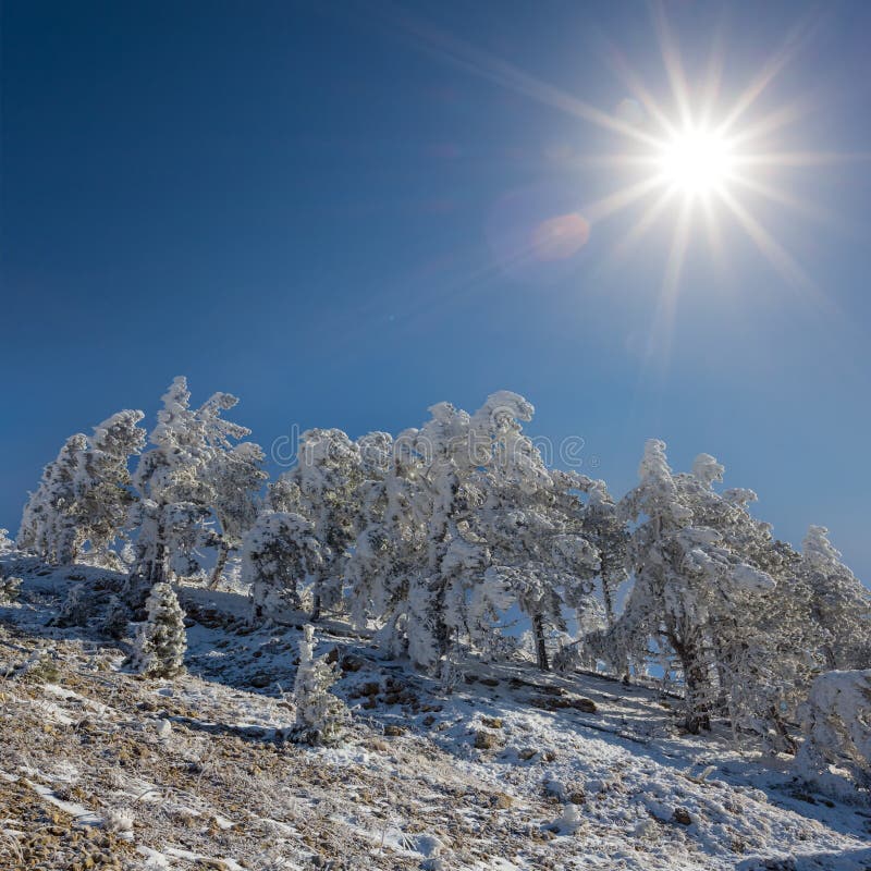 Pine Tree Forest in a Snow on a Mount Slope Stock Image - Image of ...