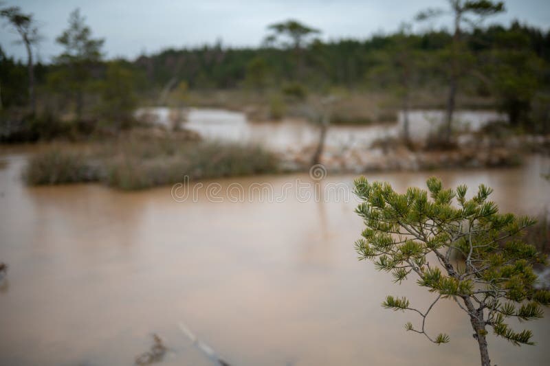 Pine Tree Forest on a Snowy Winter Day. Swamp with Dirty Water Stock ...