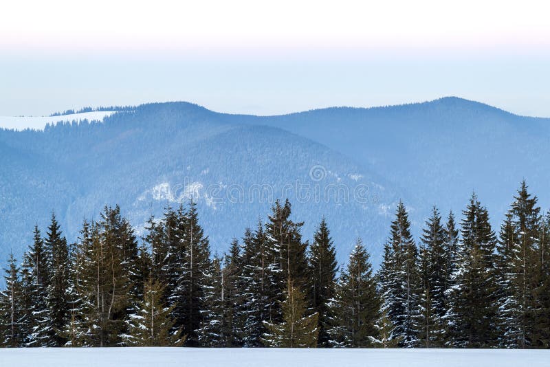 Pine Tree Forest in Snowy Winter Mountains Stock Image - Image of cold ...