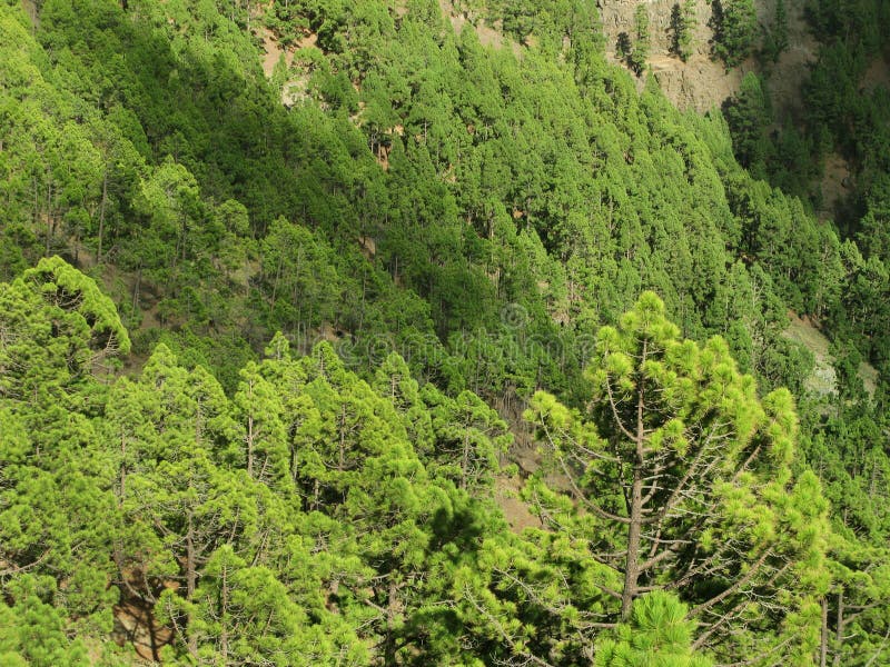 Pine Tree Forest in Spain. Canary Islands Stock Photo - Image of ...