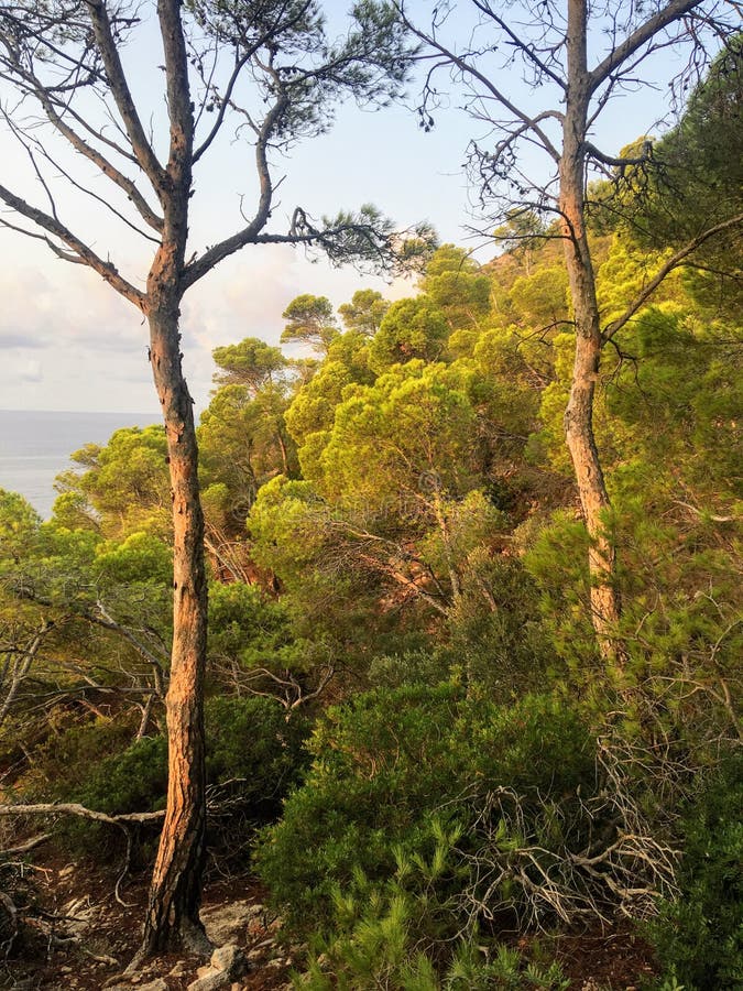 Pine Tree Forest on Spanish Island Mallorca Stock Image - Image of ...