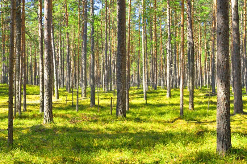 Pine tree forest. stock photo. Image of plant, scene - 73613576