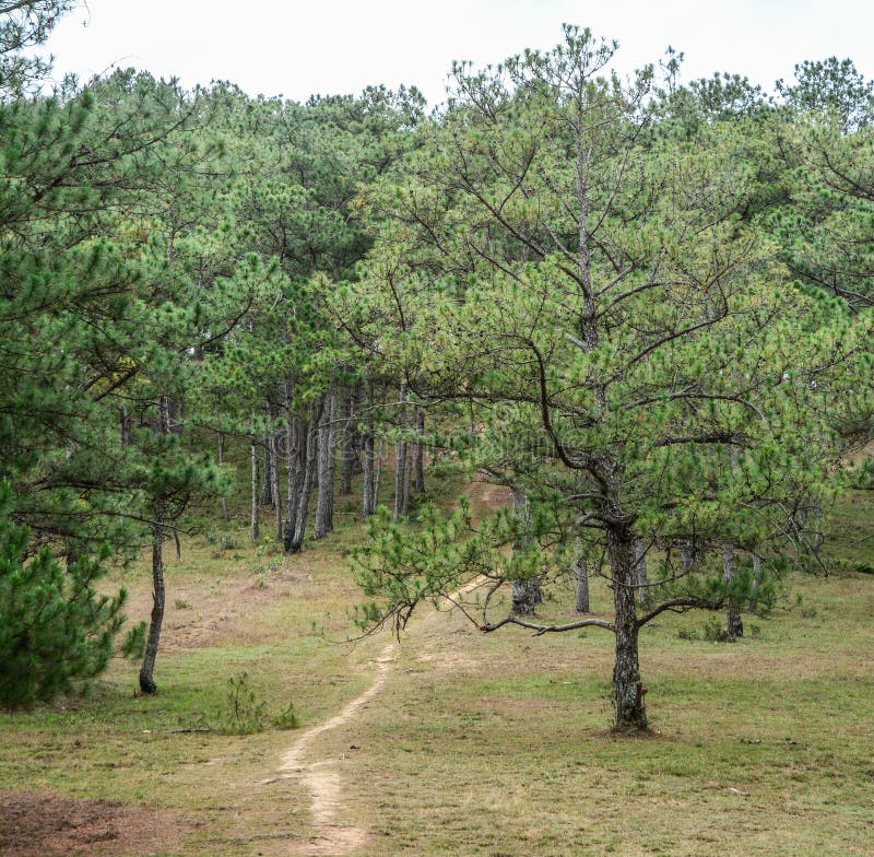 Pine Tree Forest Dalat Vietnam Stock Photos - Download 1,241 Royalty ...