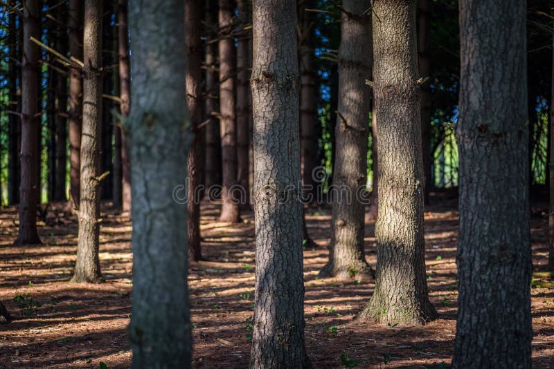 Pine Tree Forest with Sunlight and Shadows Stock Photo - Image of trunk ...