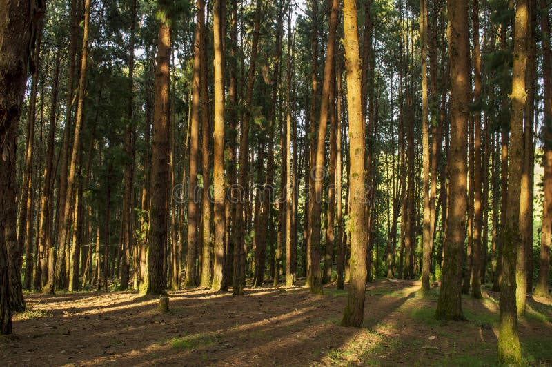 Pine Tree Forest during Sunrise in Ooty Stock Photo - Image of pine ...
