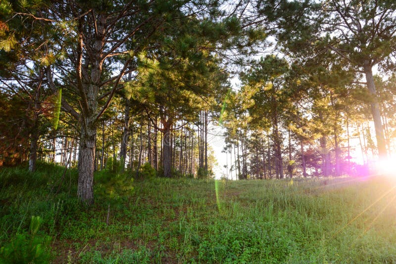 Pine tree forest in sunset stock image. Image of sunset - 69092071