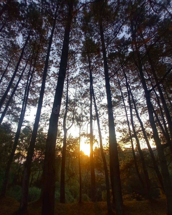 Pine tree forest at sunset stock image. Image of forest - 223677029