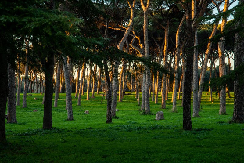 Pine Tree Forest at Sunset, Rome, Italy Stock Image - Image of lazio ...