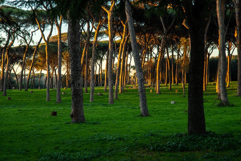 Pine Tree Forest at Sunset, Rome, Italy Stock Image - Image of lazio ...